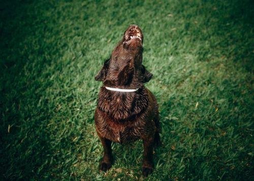 LADRIDOS EN PERROS | Significado, como evitarlos y soluciones.